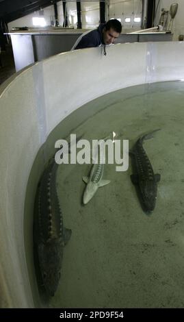 Jason Feltham, an employee of the Kootenai Tribal Sturgeon Hatchery on ...