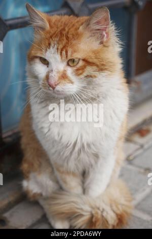 red cat looking around outdoor Stock Photo - Alamy