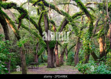 Oak trees with plants on limbs in a forest of the Greynolds Urban Park ...