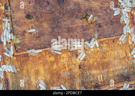 Fully-grown larvae form cocoons in comb debris, attached to frame or ...