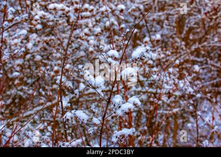 Shrub Weigela japonica in winter. The branches are covered with fluffy ...