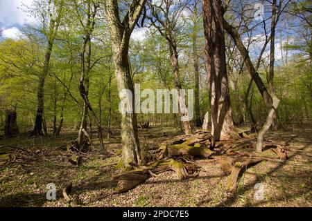 Alluvial forest at the confluence of the Morava and Dyje rivers in the ...