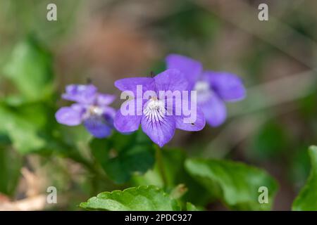 Macro shot of English violets (viola odorata) flower in bloom Stock ...
