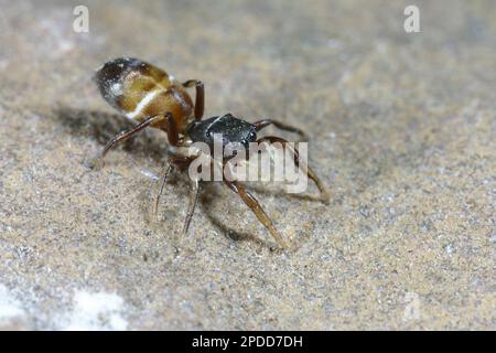ant-like jumping spider (Synageles venator), side view, Germany Stock ...