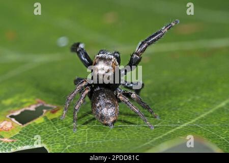 Jumping spider (Evarcha arcuata, Evarcha marcgravi), male, threatening ...