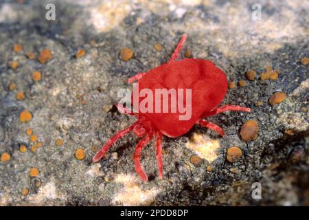 velvet mite (Trombidium holosericeum), top view, Germany Stock Photo ...