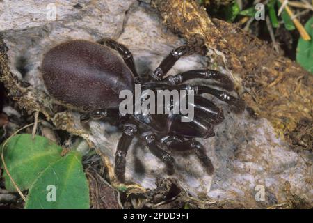 mygalomorph spider (Atypus piceus), top view, Germany Stock Photo - Alamy