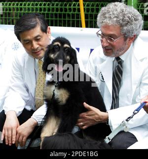 The world's first cloned dog Snuppy, right, looks at its puppies at ...