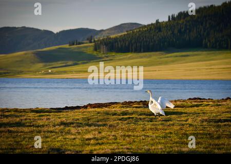 the mountains and waters around Tarim Lake are a unique and beautiful ...