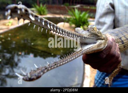 Gharial Crocodile Conservation and Breeding Center, Chitwan National ...