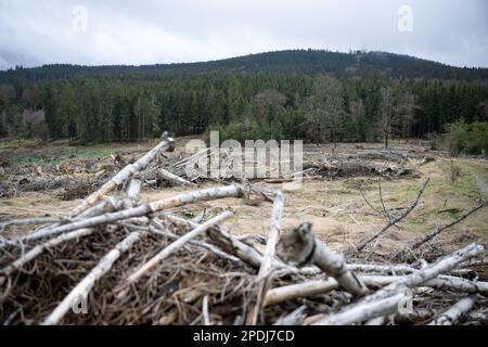 Schmitten, Germany. 09th Mar, 2023. Tree stumps stand on the Dillenberg ...
