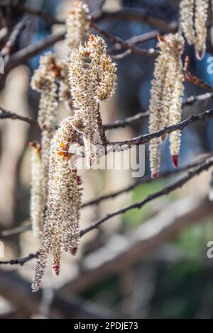 Backlit cluster of female European aspen or Quaking Aspen, Populus ...
