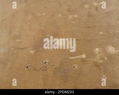 Sneaker tread marks and dog paw prints on wet sand Stock Photo - Alamy