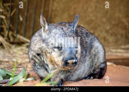 the hairy nosed wombat looks like a heavy dog with grey fur Stock Photo ...