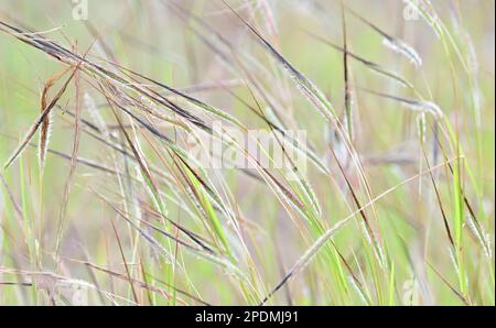 Lush grass seeds, Kruger national park, South Africa Stock Photo - Alamy