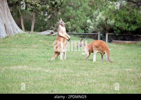 the two male kangaroos are fighting over who will end up mating with ...