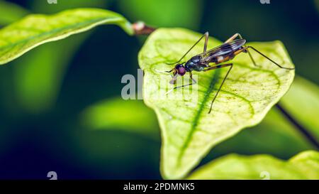 Adult Stilt-legged Fly on Green Leaf, Insect animal, macro photo Stock ...