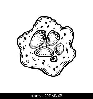 Megakaryocyte blood cell isolated on white background. Hand drawn scientific microbiology vector ...