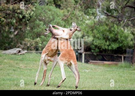 the two male kangaroos are fighting over who will end up mating with ...