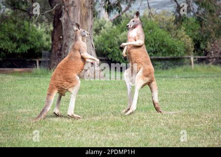 the two male kangaroos are fighting over who will end up mating with ...