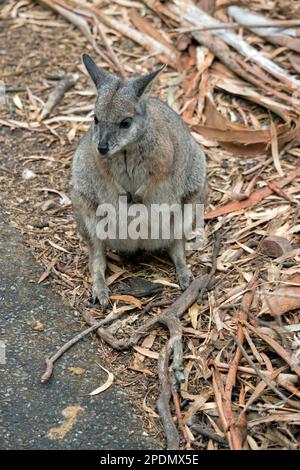 The tammar wallaby has dark greyish upperparts with a paler underside ...
