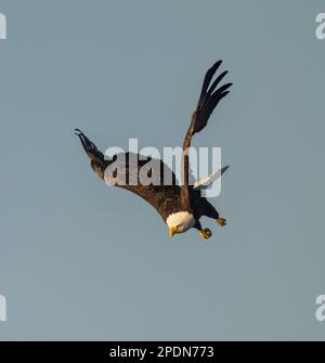 A majestic bald eagle soaring through a bright blue sky, its wings ...