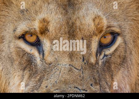 A close portrait of a large male Lion, Panthera Leo, eyes in hwange ...