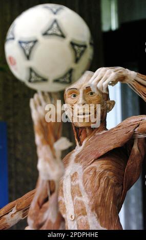 A preserved human specimen is on display at "Bodies...The Exhibition ...