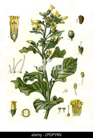 Heilpflanze, Bauern-Tabak, Nicotiana rustica, auch Rundblatt-Tabak ...