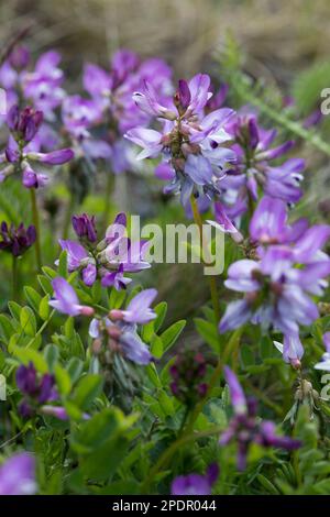 Alpen-Tragant, Astragalus alpinus, alpine milkvetch, l'Astragale des ...