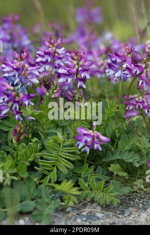 Alpen-Tragant, Astragalus alpinus, alpine milkvetch, l'Astragale des ...