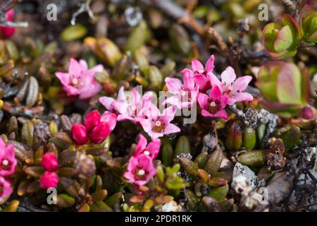 Alpine azalea, Trailing azalea, Alpine-azalea, Dwarf azalea ...