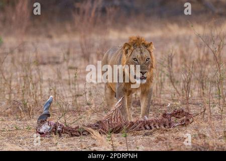 A young male lion stands over the carcas of a dead Eland in Zimbabwe's ...