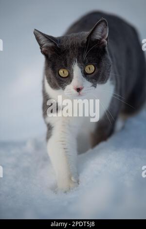 Domestic cat in winter landscape looks to the camera Stock Photo - Alamy