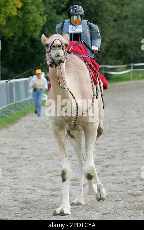 remote controlled robot jockey at camel racing club at Al Marmoum ...