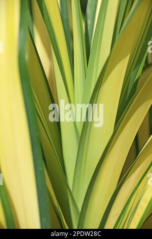 Variegated foliage of Yucca Filamentosa plant Stock Photo - Alamy