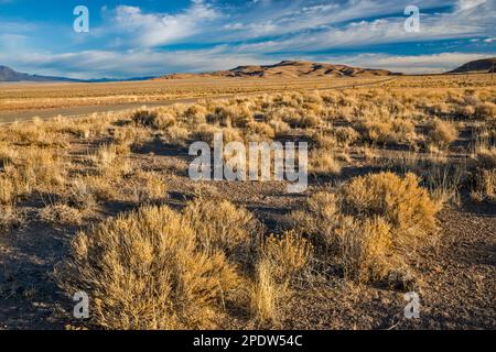 Sagebrush, ricegrass in Great Basin Desert, radar station at Halligan ...