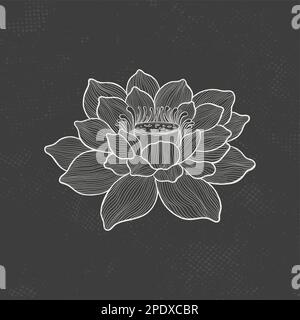 Lotus sketch with fine graceful lines. Isolated flower on a dark ...