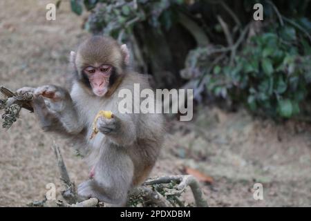 Japanese macaque baby eating foods in Kyoto, Japan Stock Photo - Alamy