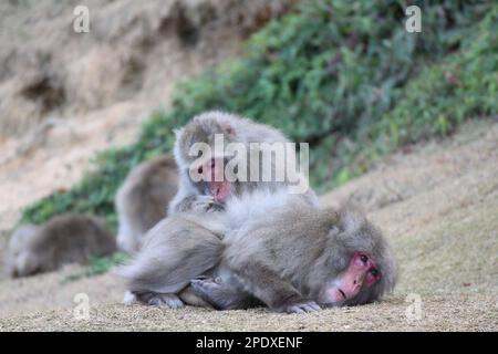 Japanese Macaques Grooming, Kyoto, Japan Stock Photo - Alamy