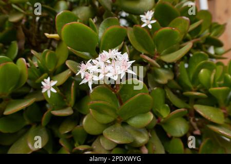 Crassula ovata in bloom Stock Photo - Alamy