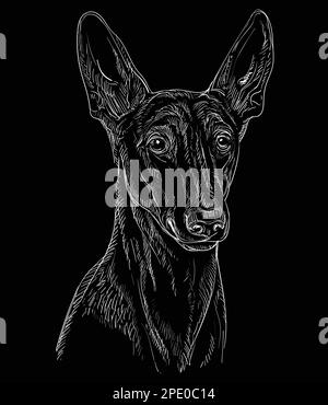 Pharaoh Hound hand drawing dog vector realistic isolated illustration ...