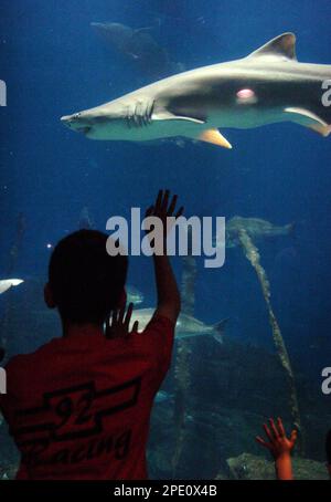 Connecticut: Norwalk / Maritime Aquarium at Norwalk - shark in main ...