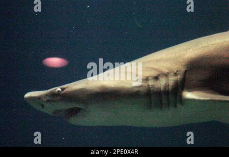 Connecticut: Norwalk / Maritime Aquarium at Norwalk - shark in main ...
