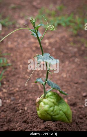 chayote or chow chow growing out from it's fruit, aka vegetable pear or ...