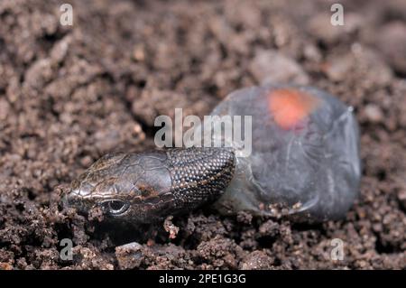Common / Viviparous Lizard close-up of juvenile 'hatching' from ...