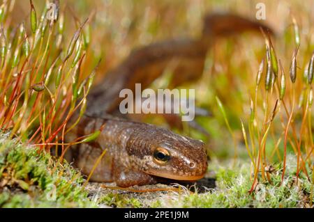 Pond Newt, common newts (Lissotriton vulgaris) Garden Newt, Water Newt ...