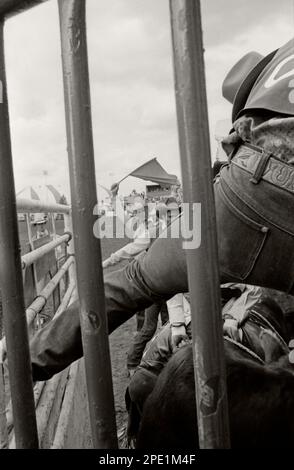 Boys steer riding event in the chute at the Calgary Stampede Rodeo ...