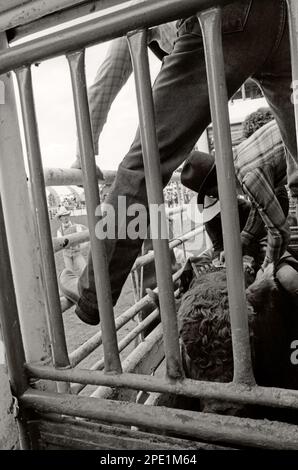 Boys steer riding event in the chute at the Calgary Stampede Rodeo ...