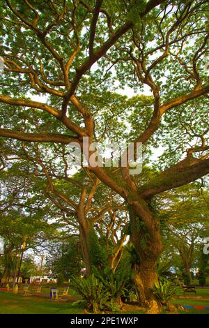 Malaysia, Melaka, Malacca, park, old trees Stock Photo - Alamy